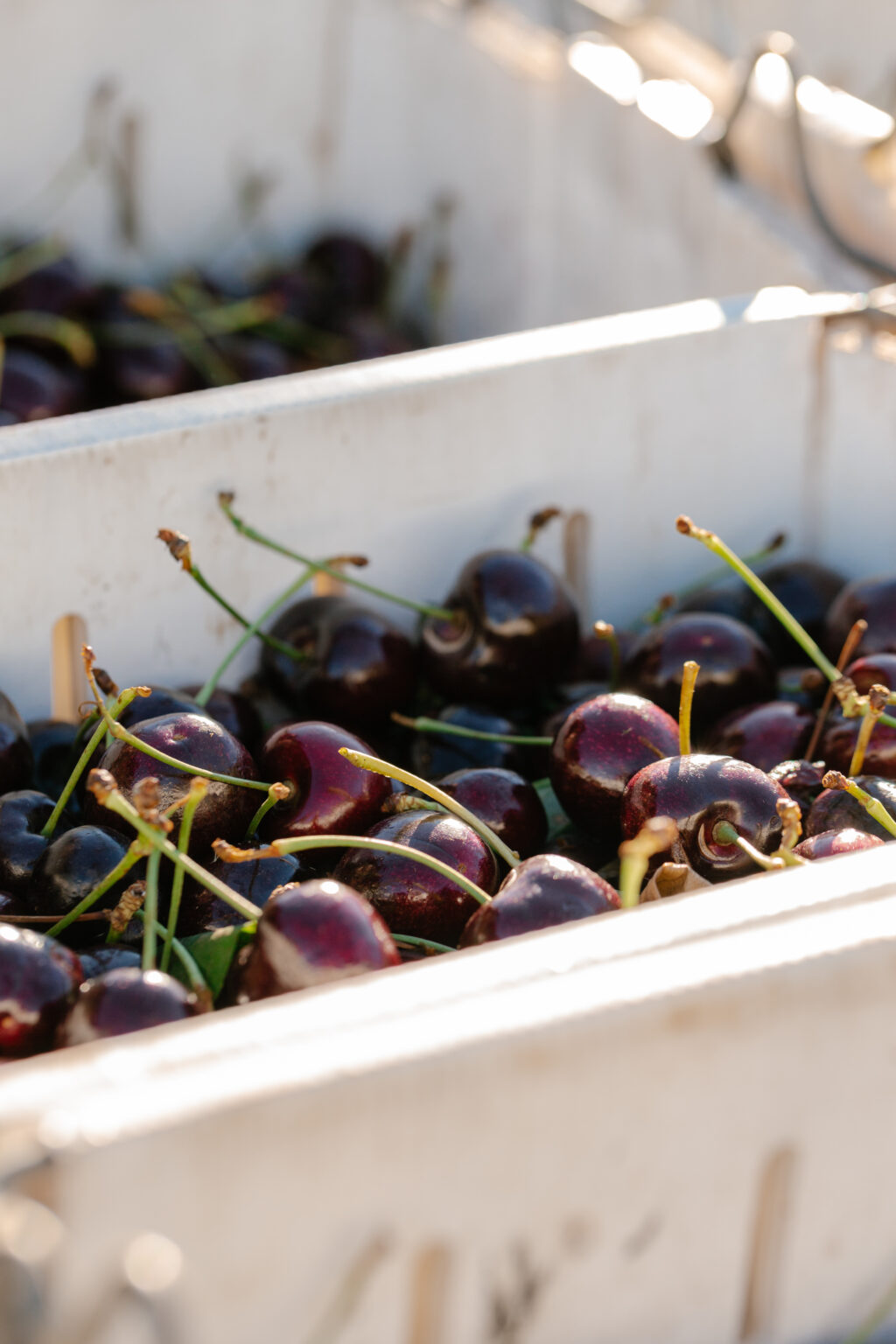Our Varieties - Somercotes Cherries
