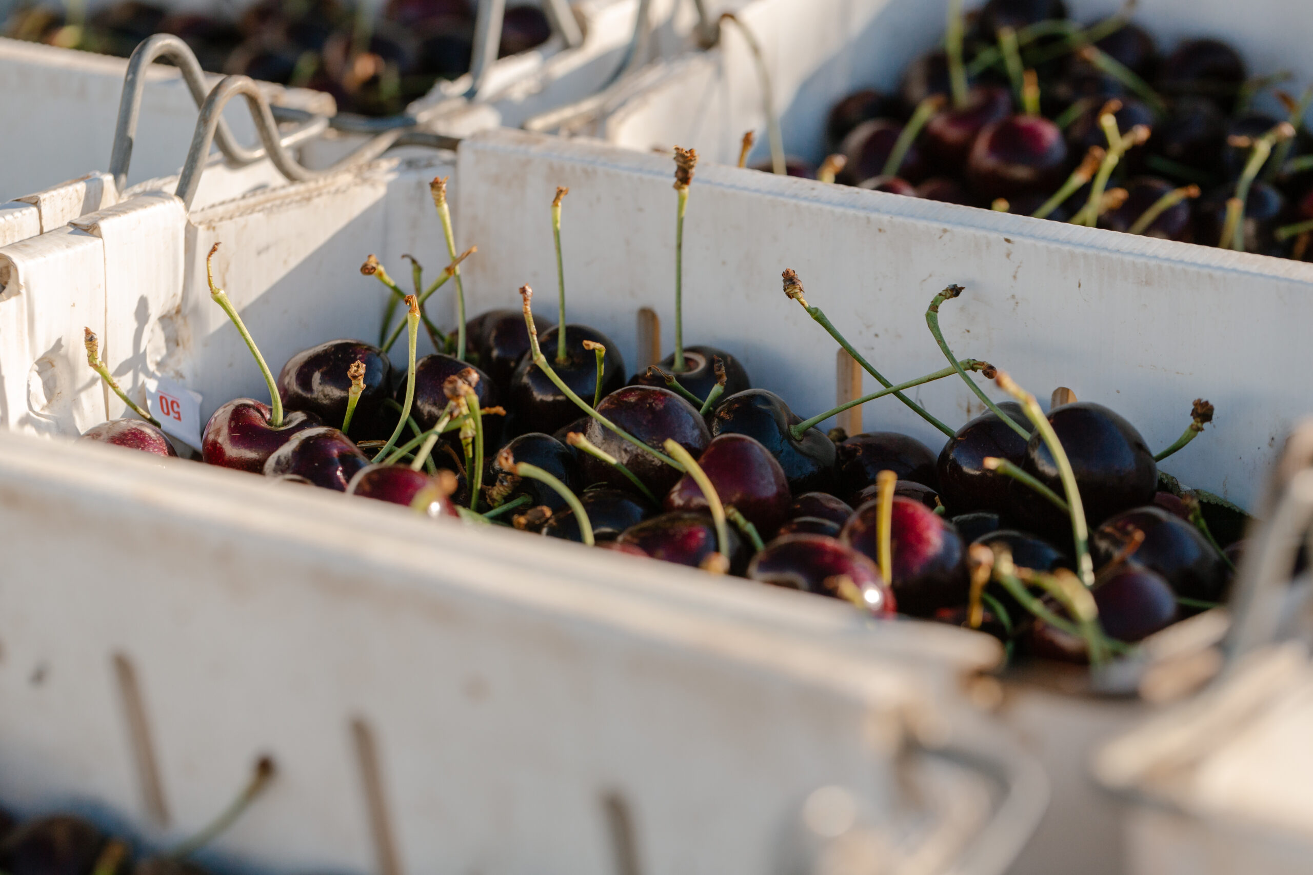 Wholesale and Export Enquiries - Somercotes Cherries